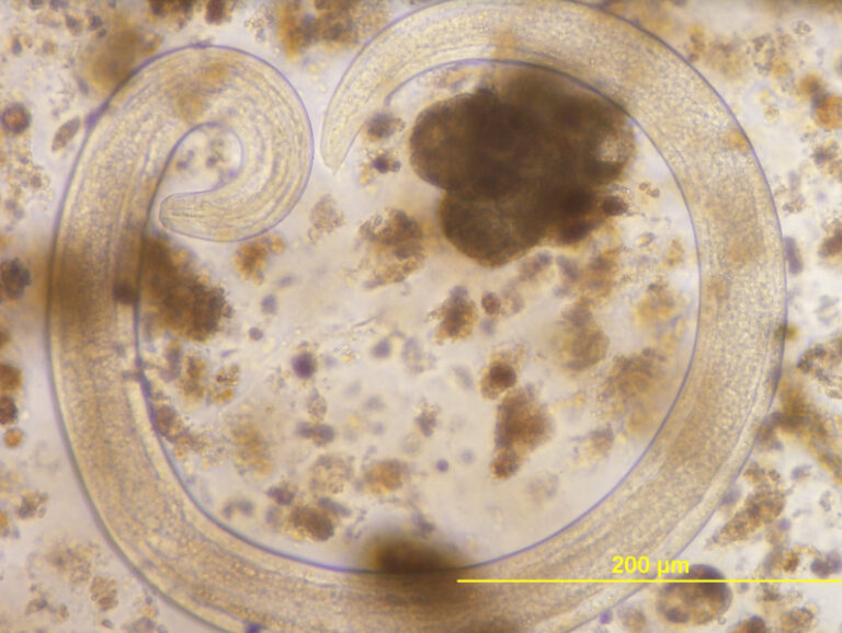 Preventing Meningeal Worm with Poultry - Goat Journal
